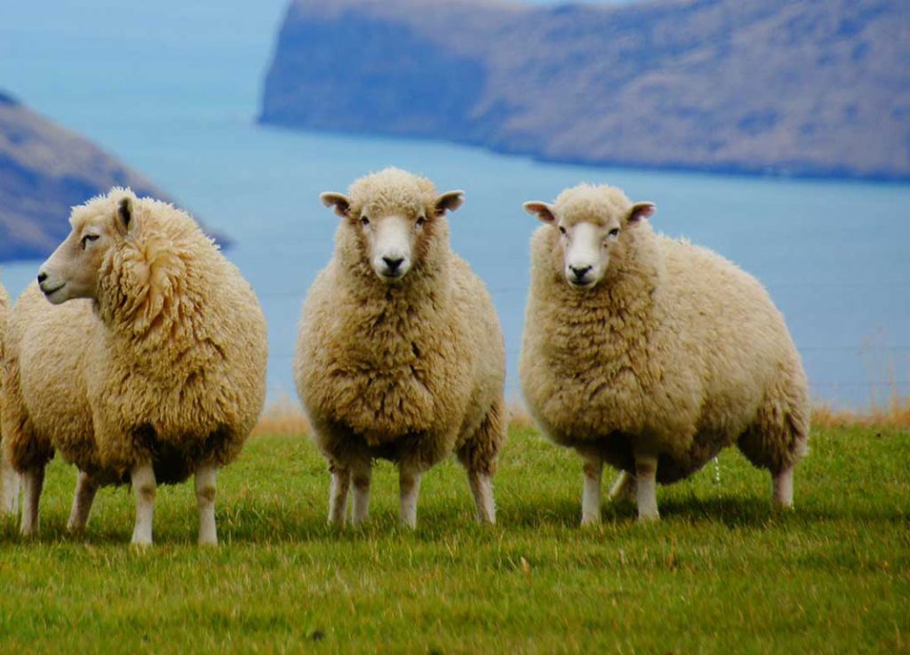 sheep-crop-2 - RDA Consulting